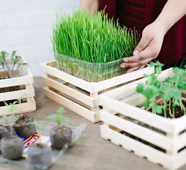 Garden Organyske saladecontainer - repurpose