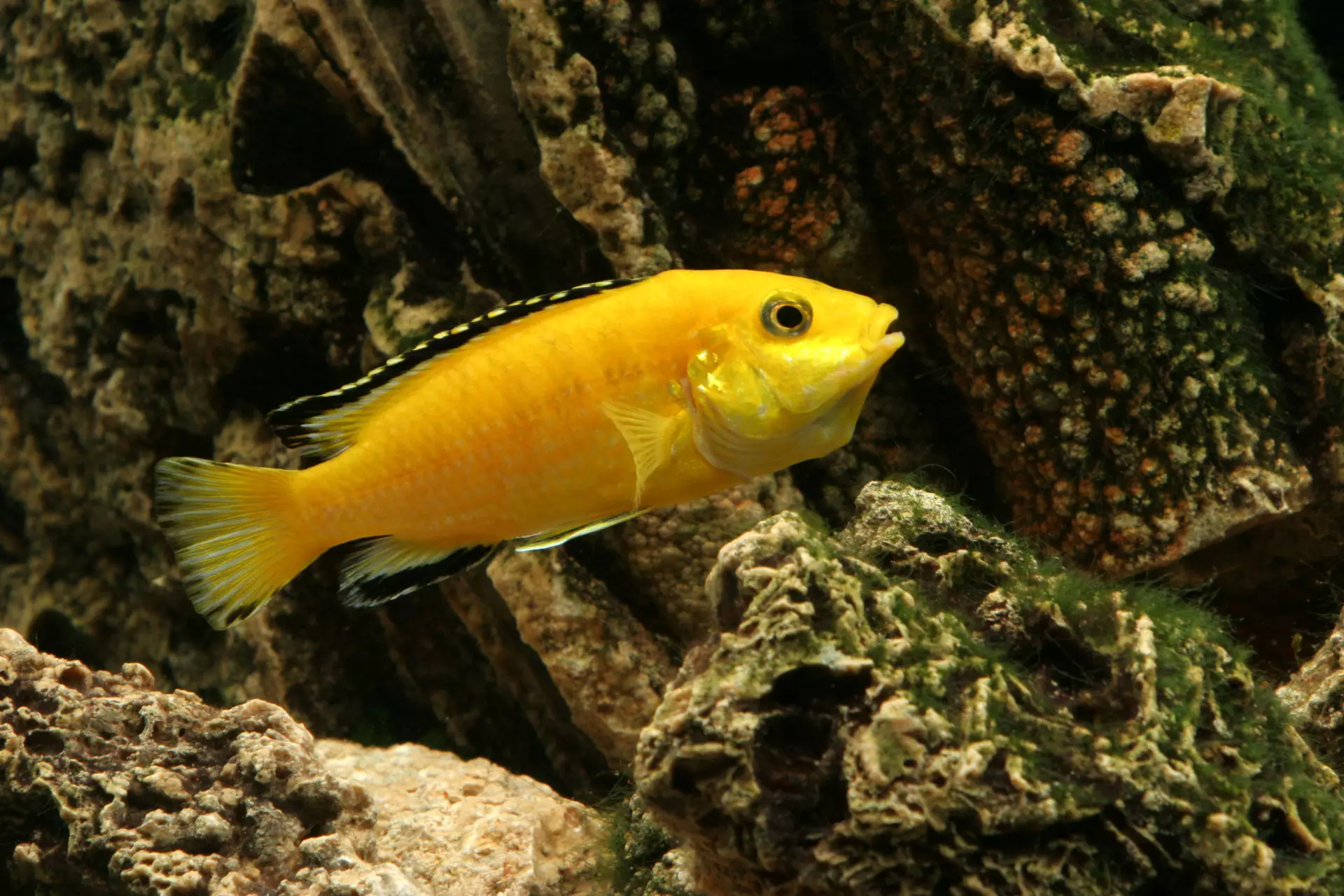 Elektriese Geel Labidochromis Afrikaanse Cichlid