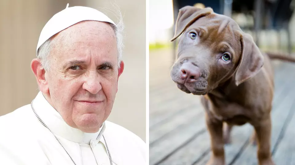 Troeteldiere reageer op Pous Francis en sê hulle is nie kinders nie