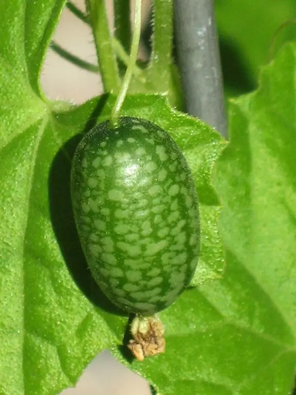 Cucamelon