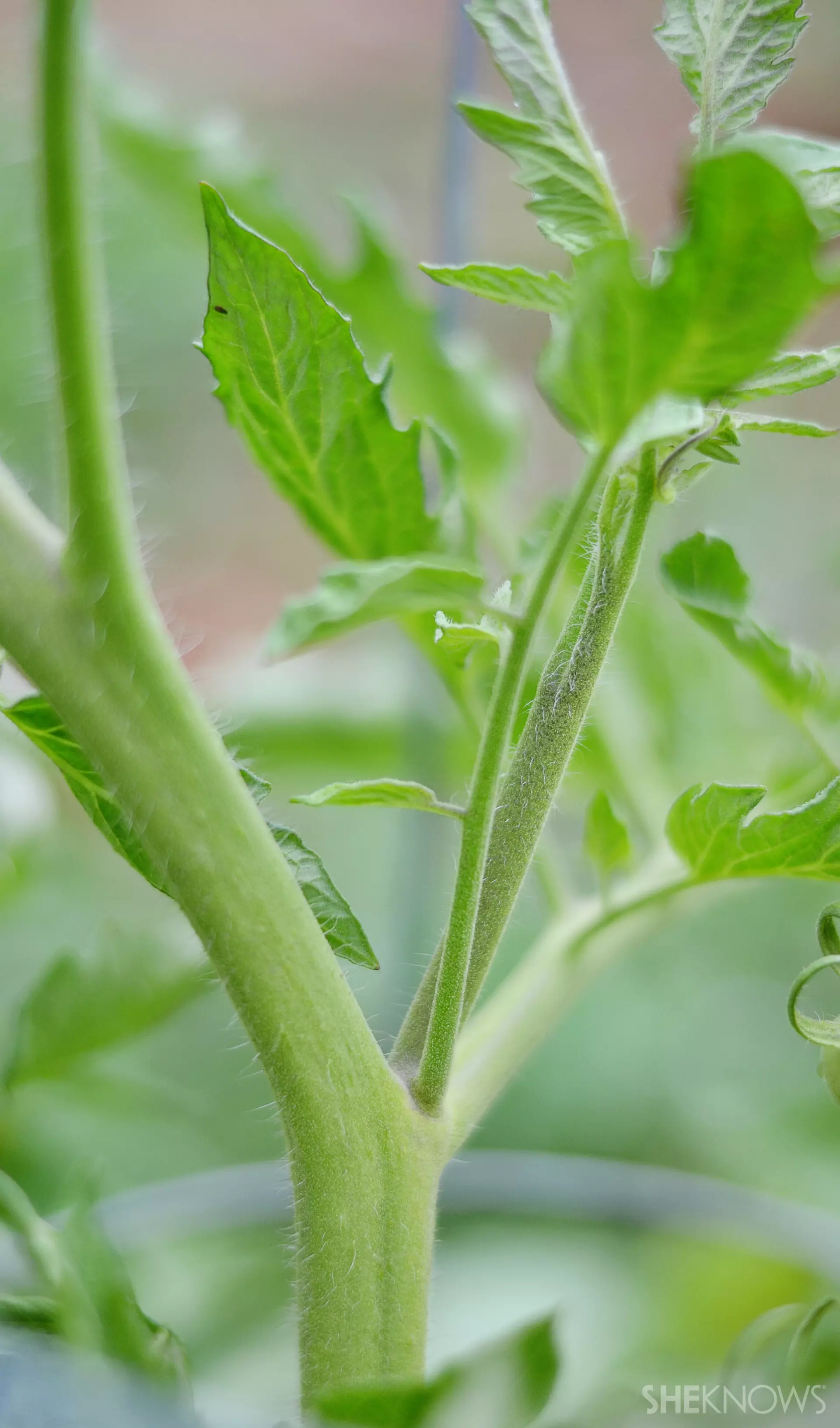 Cum să crești mai multe plante de roșii gratuit