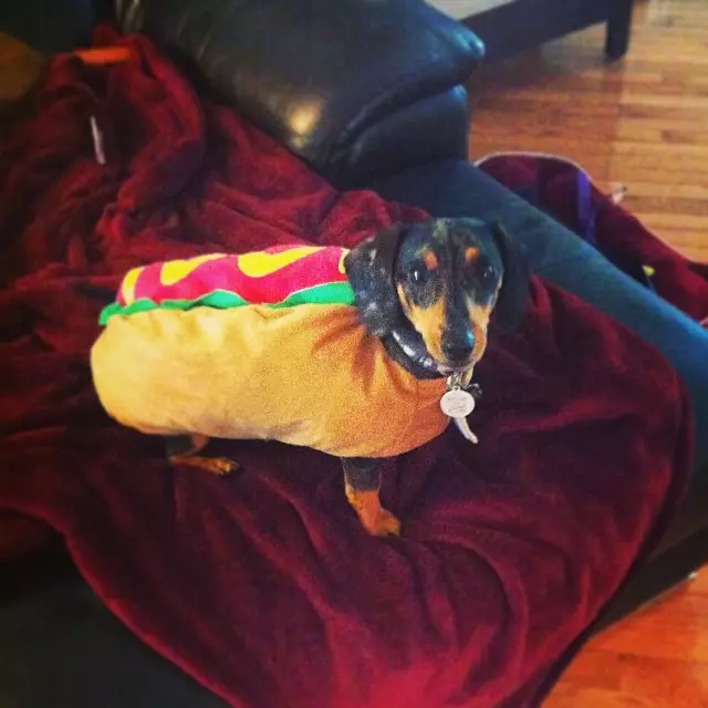 σκύλος Weiner