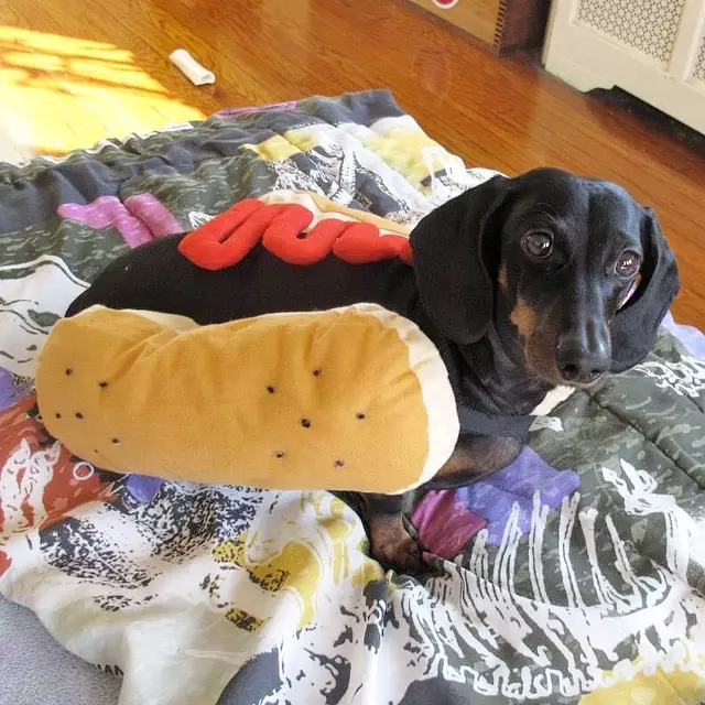 σκύλος Weiner