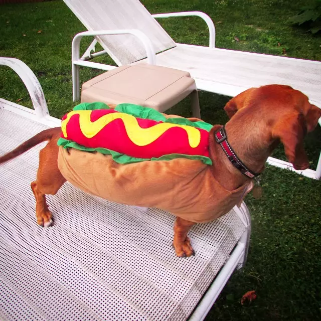 σκύλος Weiner