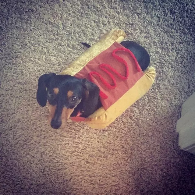 σκύλος Weiner