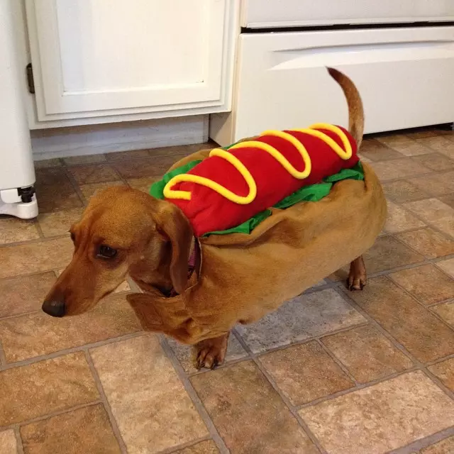 Weiner iti