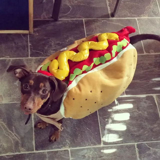 σκύλος Weiner