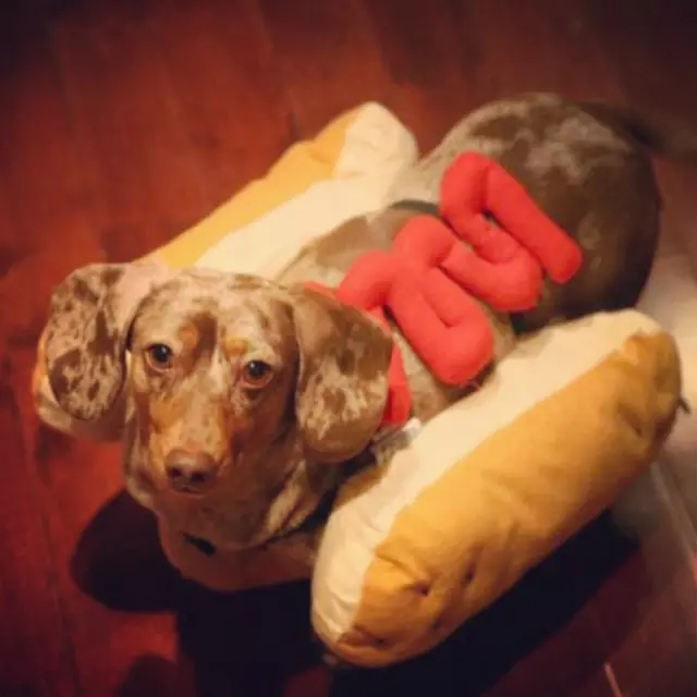 σκύλος Weiner