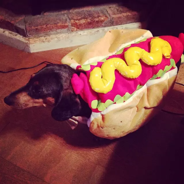 σκύλος Weiner