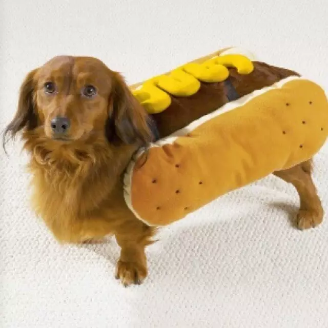 σκύλος Weiner