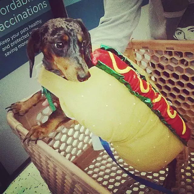 σκύλος Weiner