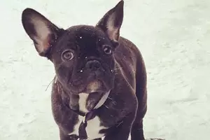 Puppy Bowl ամուր վերջ