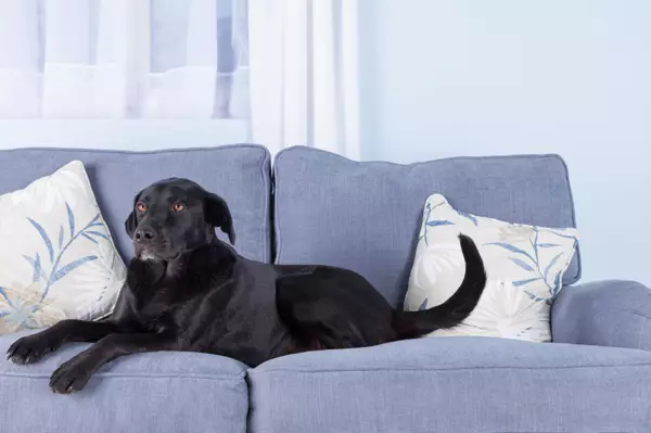 Schwarzer Hund auf der Couch