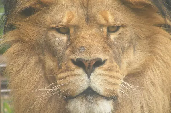 Riverside Discovery Center Lion