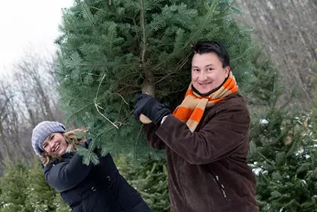 couple coupant le sapin de noël