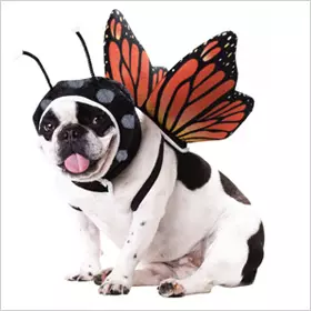 Kostum Pet Food Direct Butterfly untuk anjing