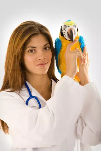 Vet nrog Parrot