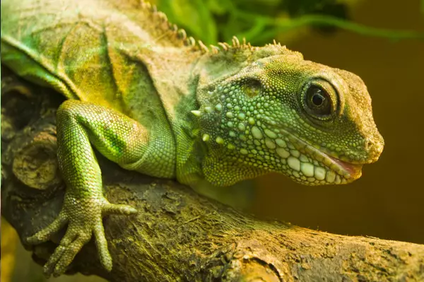 Green Lizard