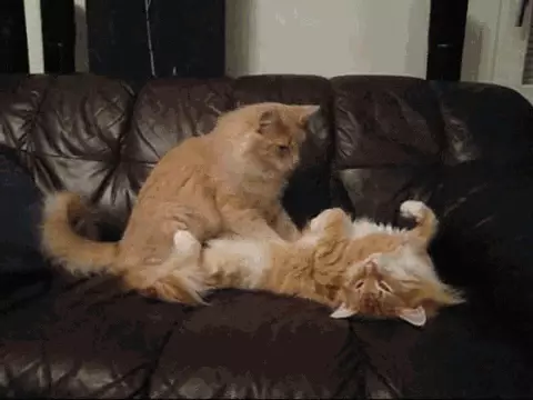 Katzen kneten auf der Couch