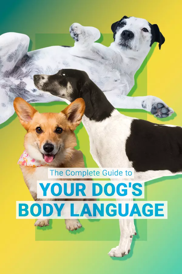 あなたの子犬が何を考えているのか疑問に思いますか？ここにあなたが学ぶことができるボディーランゲージの手がかりがあります 287346_8