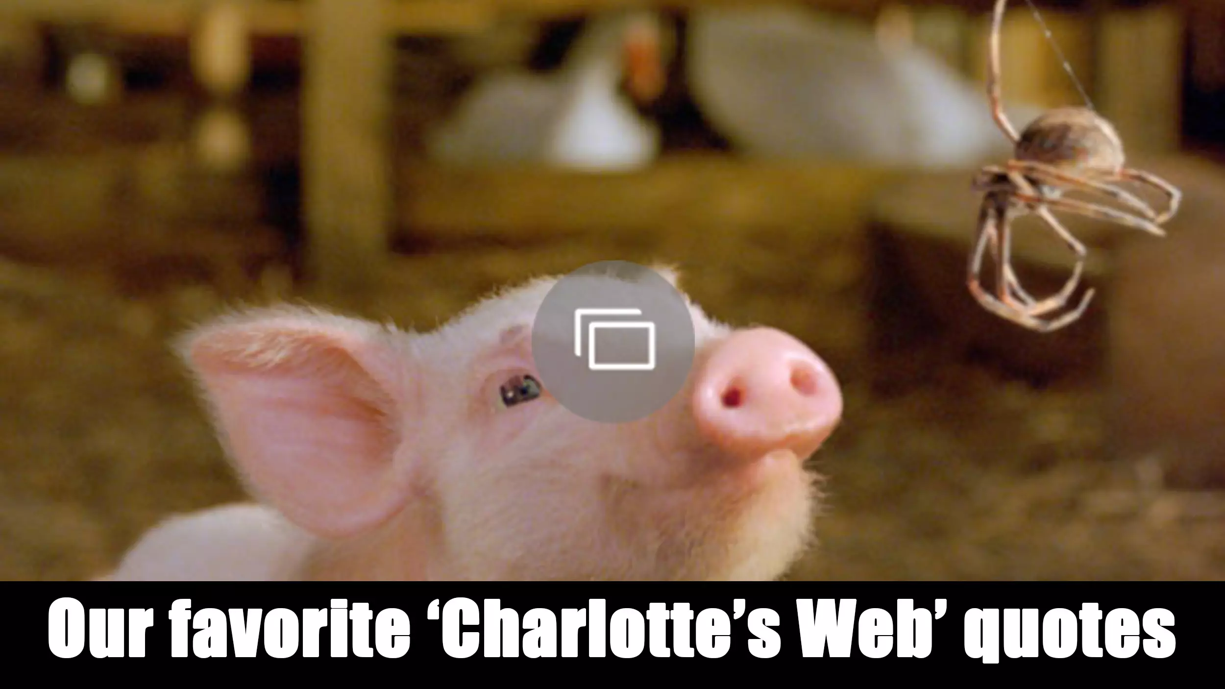 Citate de pe web a lui Charlotte