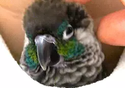 cariño conure