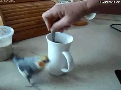 Pájaro corriendo alrededor de la copa