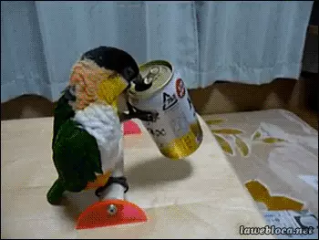 pájaro bebiendo