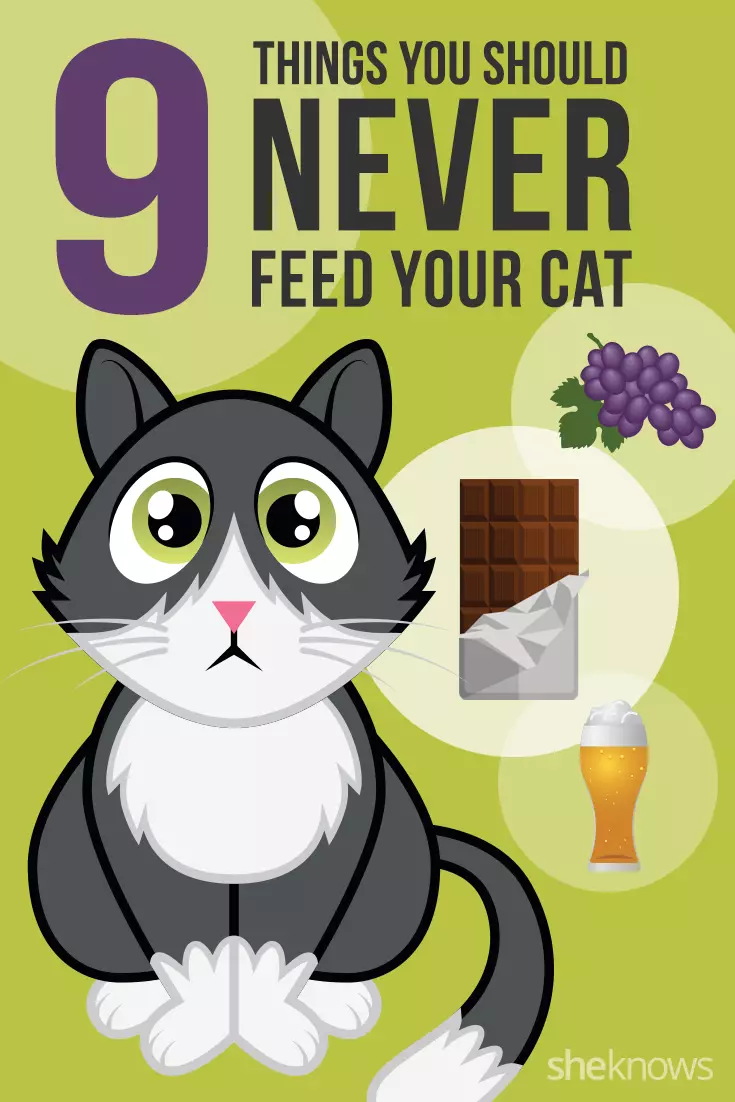9種食物你不應該餵你的貓