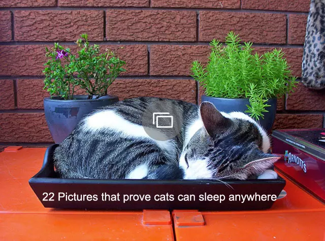 22 Zdjęcia, które udowadniają, że koty mogą spać wszędzie