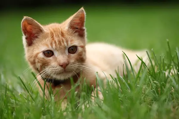նարնջագույն կատու խոտի մեջ