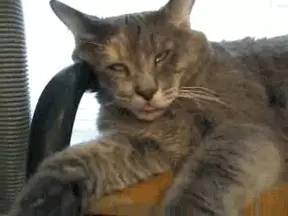 gato orgasmo