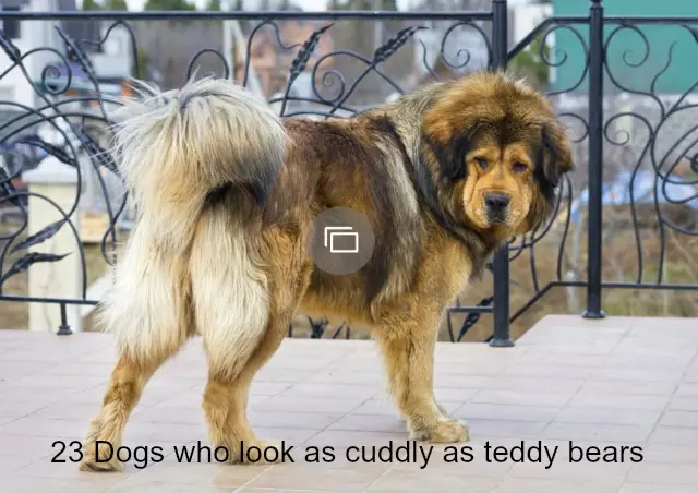 23 Hondenrassen die er net zo knuffelig uitzien als teddyberen
