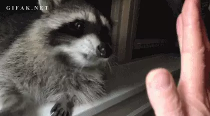 Raccoon