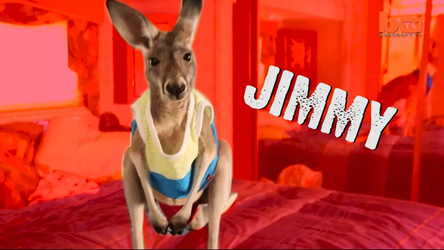 Jimmy, a kenguru az egyik pár szokatlan házi kedvence