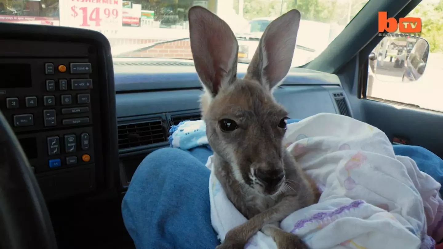 Kanguru Jimmy, bir çiftin sıra dışı evcil hayvanı