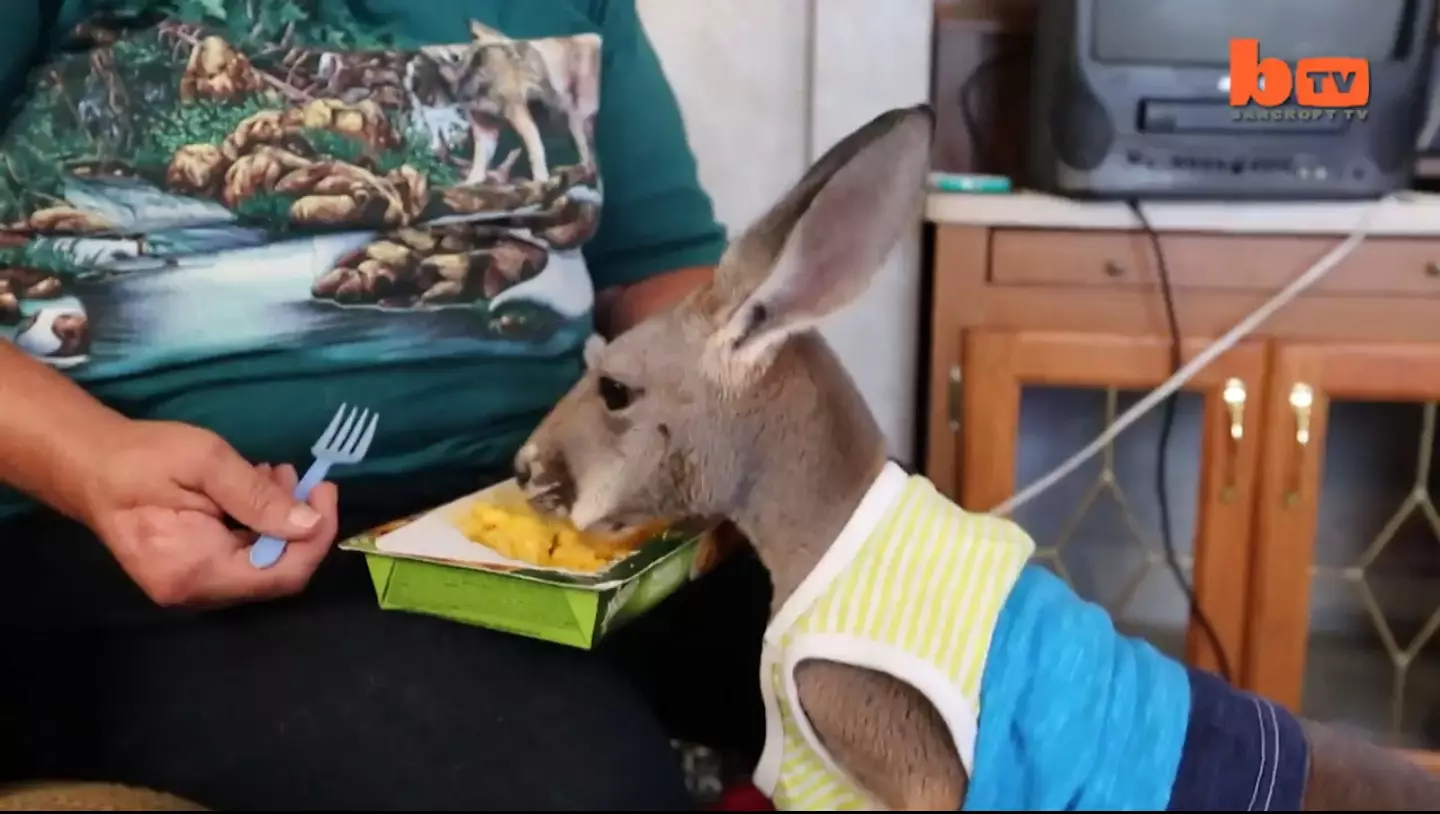 Jimmy the Kangaroo គឺជាសត្វចិញ្ចឹមមិនធម្មតារបស់ប្តីប្រពន្ធមួយគូ