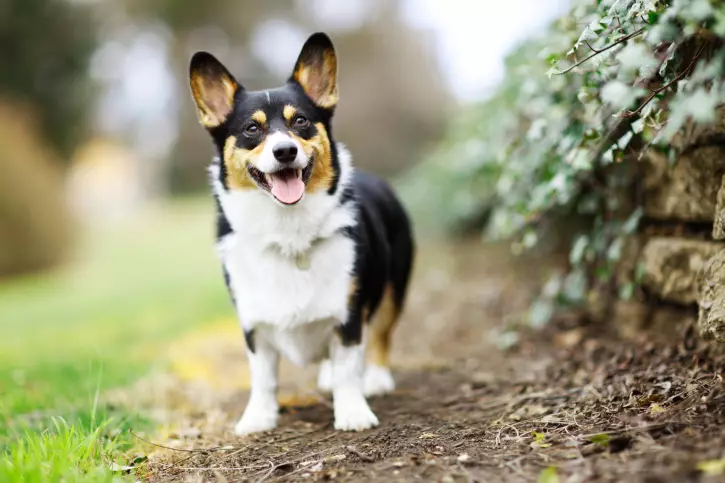 彭布罗克威尔士柯基犬