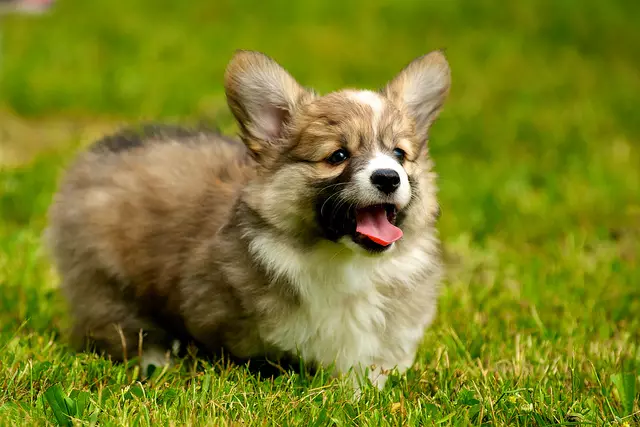 Walijski Corgi Pembroke