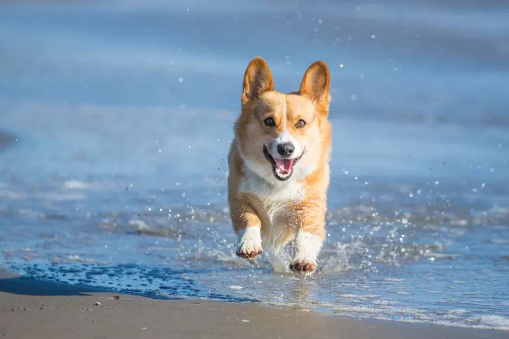 Pembroke Welsh Corgi