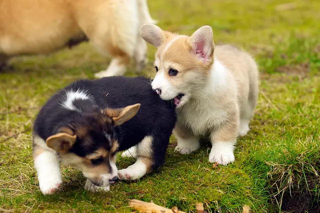 彭布罗克威尔士柯基犬幼犬