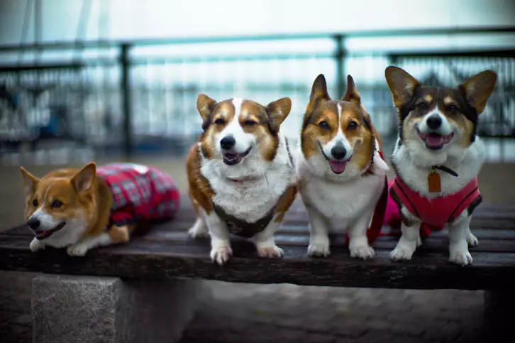 Pembroke Welsh Corgis