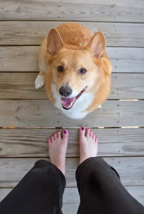 Pembroke Welsh Corgi