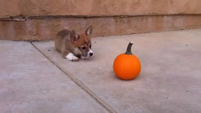 Pembroke Welsh Corgi puppy