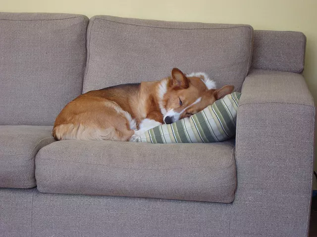 Walijski Corgi Pembroke