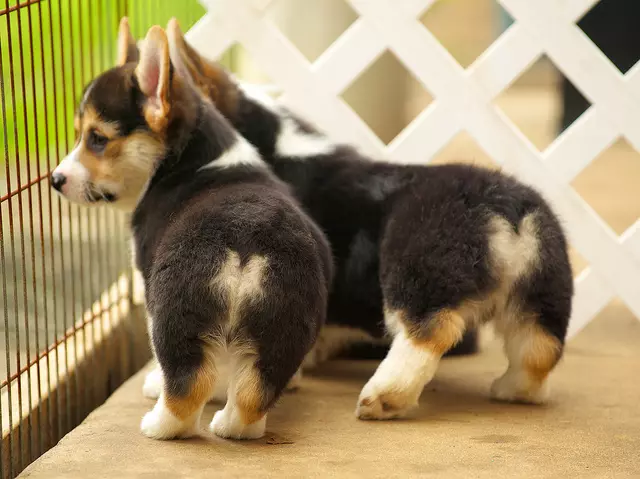 Kuçikên Pembroke Welsh Corgi