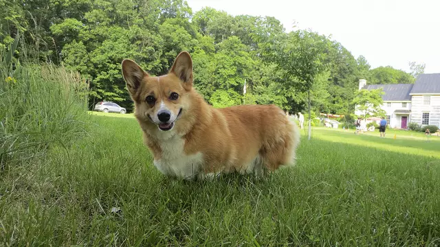 Pembroke Welsh Corgi