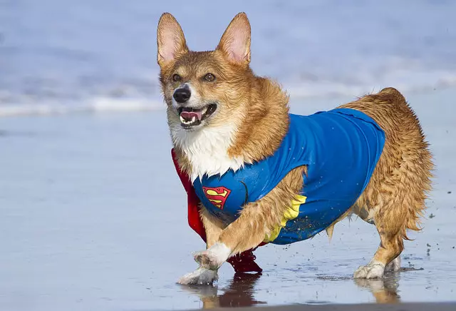 Pembroke Welsh Corgi in costume