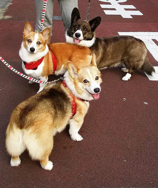 Welsh Corgis