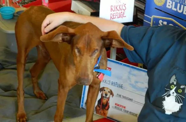 Претставникот на кучето за засолниште на Рики прифаќа чек од 5.000 долари